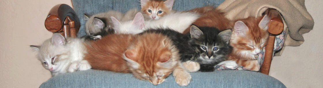 Catteries – KittenTesting.com